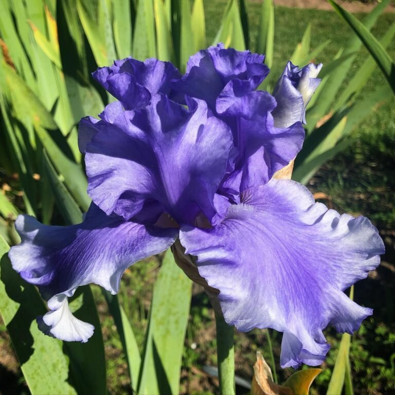 20 Popular Types Of Iris Pictorial Guide