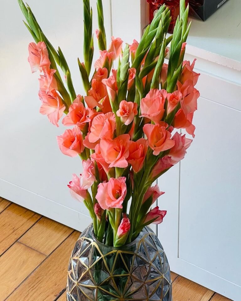 30 Popular Types Of Gladiolus Pictorial Guide