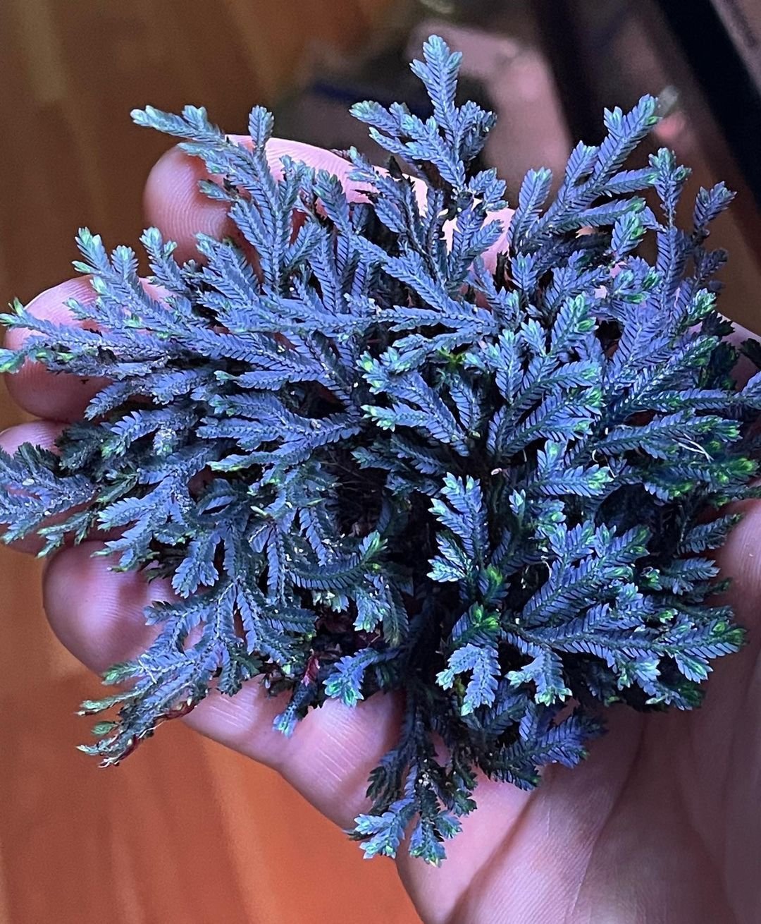 These 10 Blue Houseplants Will Make Your Friends Green With Envy