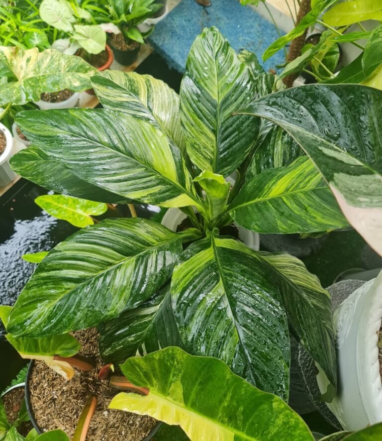30 Popular Types Of Spathiphyllum Pictorial Guide