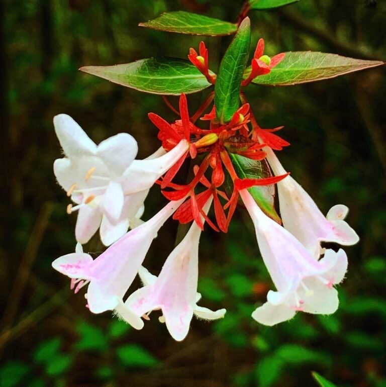 12 Popular Types Of Abelia Pictorial Guide