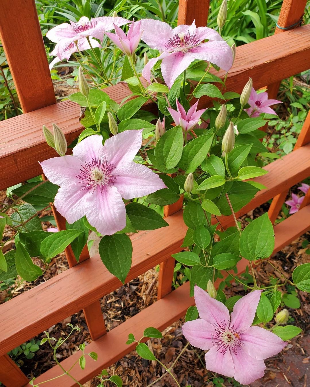 40 Popular Types Of Clematis Pictorial Guide