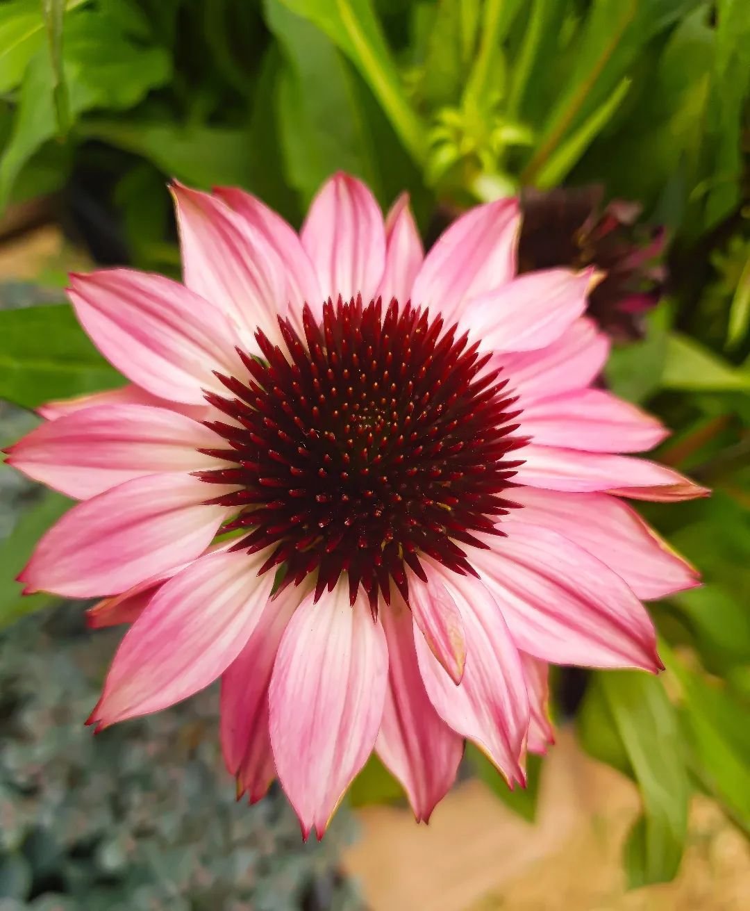 9 Types Of Echinacea Pictorial Guide