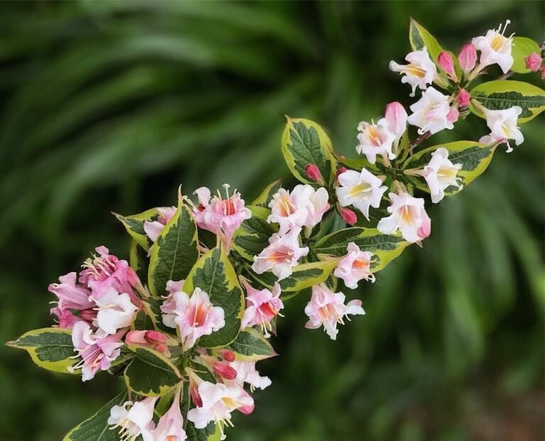 12 Popular Types Of Abelia Pictorial Guide