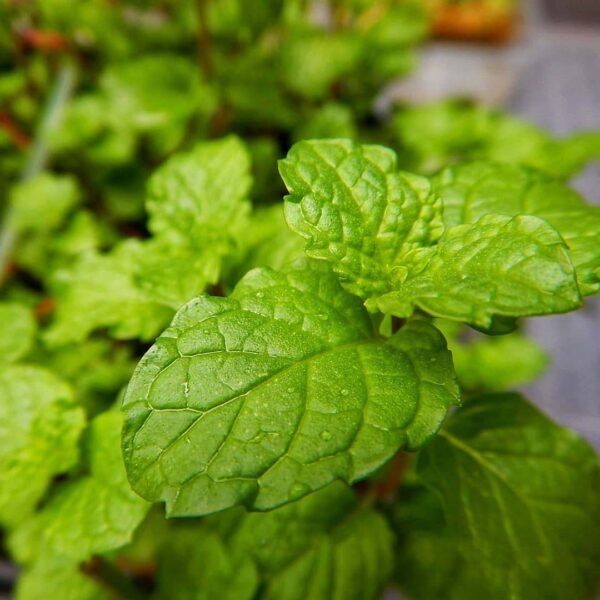 10 Popular Types Of Mentha Plant Pictorial Guide