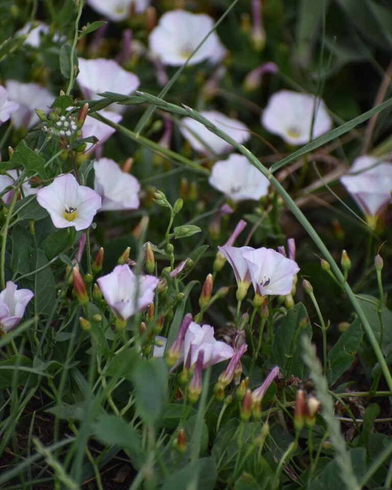 20 Popular Types Of Convolvulus Pictorial Guide