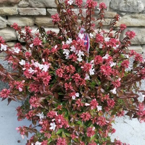 12 Popular Types Of Abelia Pictorial Guide