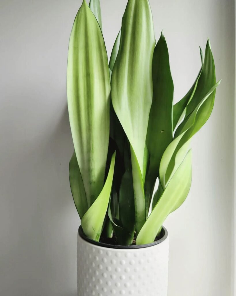 40 Popular Types Of Sansevieria Pictorial Guide