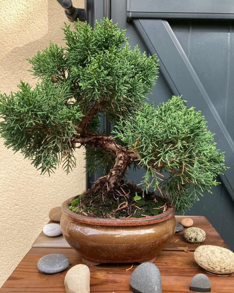 30 Popular Types Of Juniperus Pictorial Guide