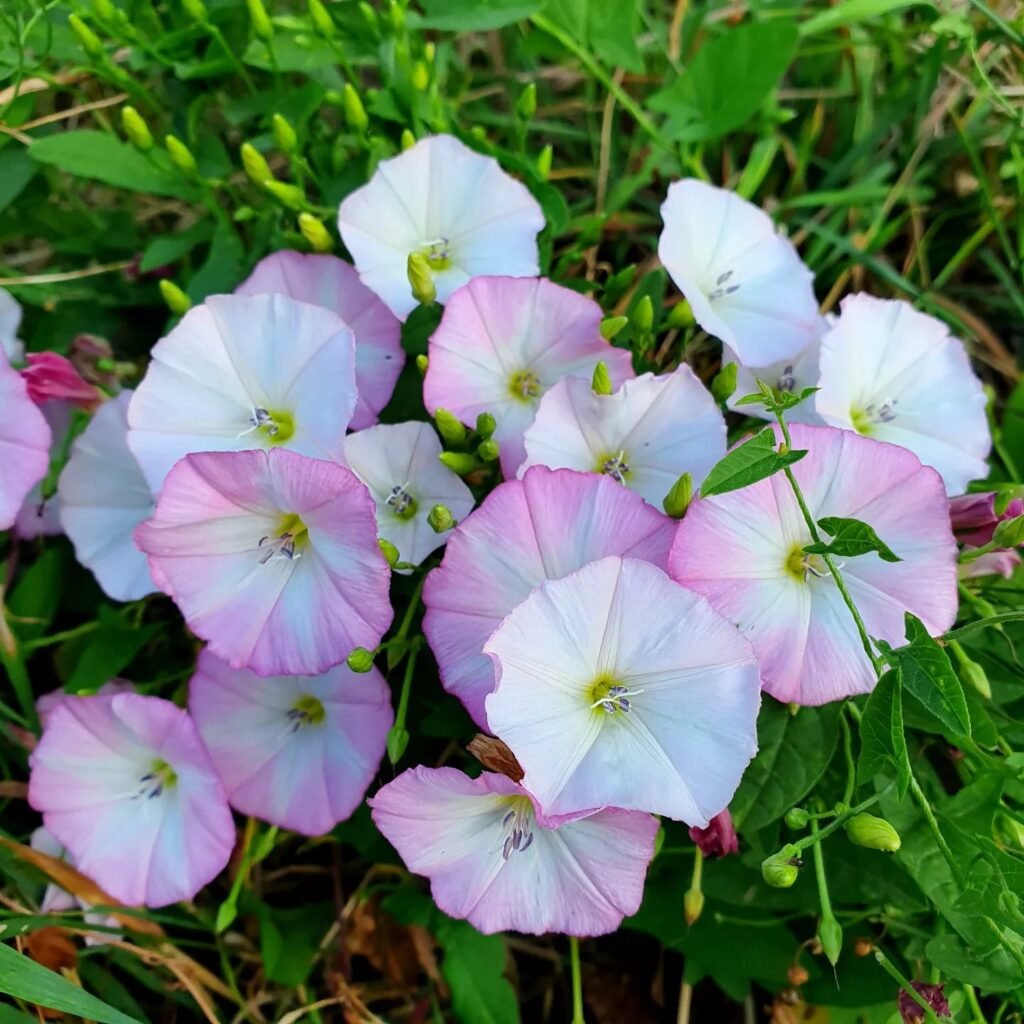 20 Popular Types Of Convolvulus Pictorial Guide