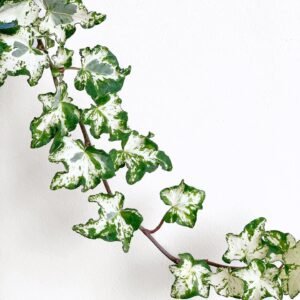 10 Types Of Hedera (Ivy) Pictorial Guide