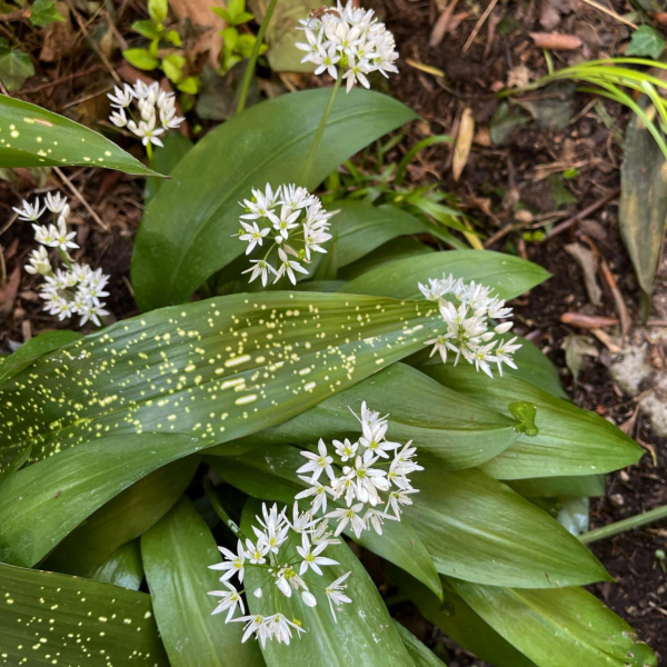 10 Types Of Aspidistra Pictorial Guide