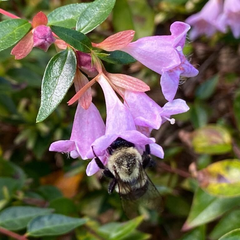 12 Popular Types Of Abelia Pictorial Guide