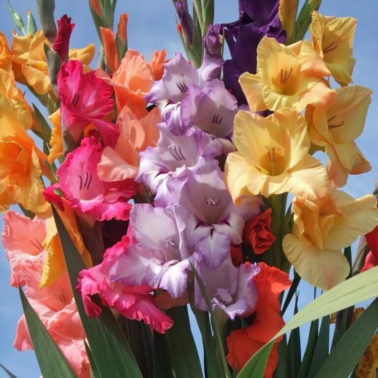 30 Popular Types Of Gladiolus Pictorial Guide