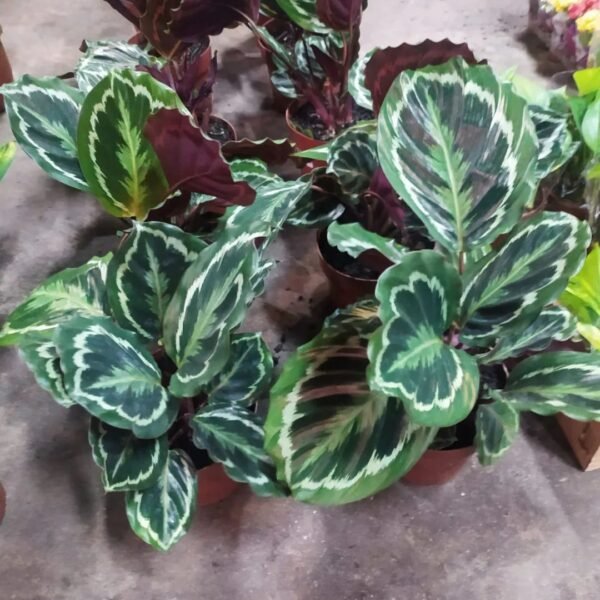 25 Popular Types Of Maranta Pictorial Guide
