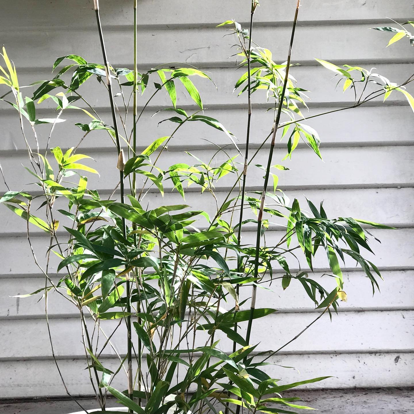 30 Popular Types Of Bamboo Pictorial Guide