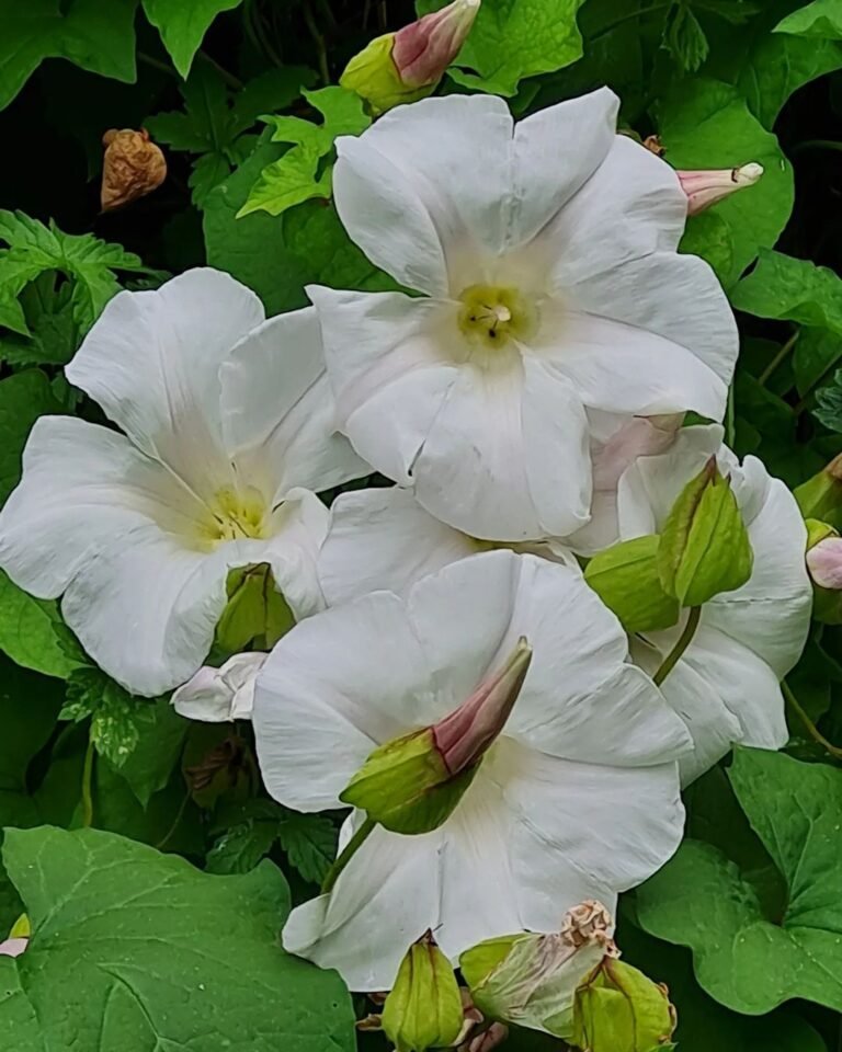 20 Popular Types Of Convolvulus Pictorial Guide