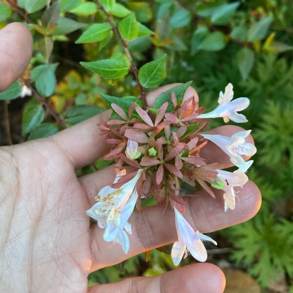12 Popular Types Of Abelia Pictorial Guide