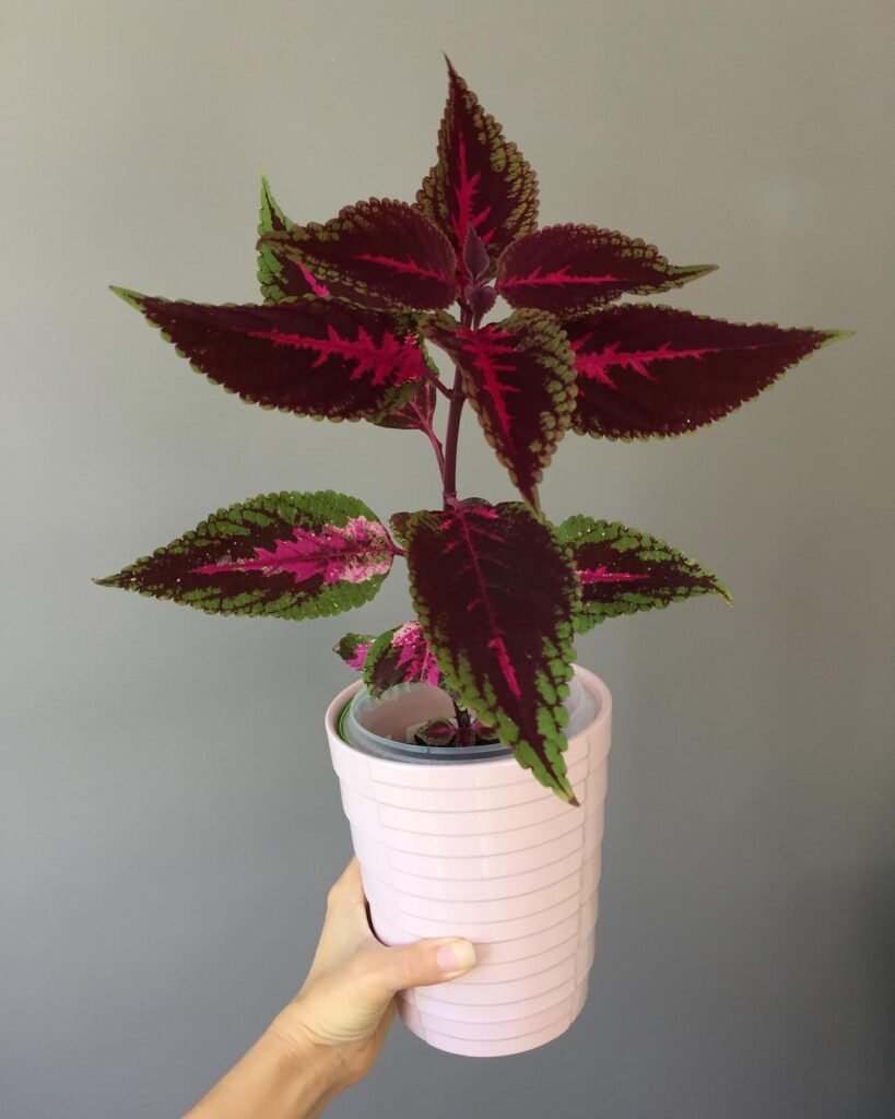 10 Best Houseplants To Bring A Touch Of Red To Your Home
