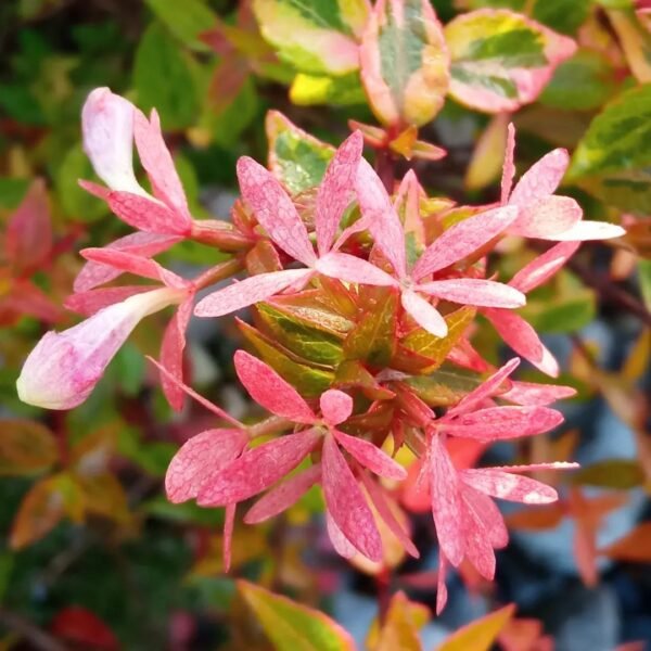 12 Popular Types Of Abelia Pictorial Guide
