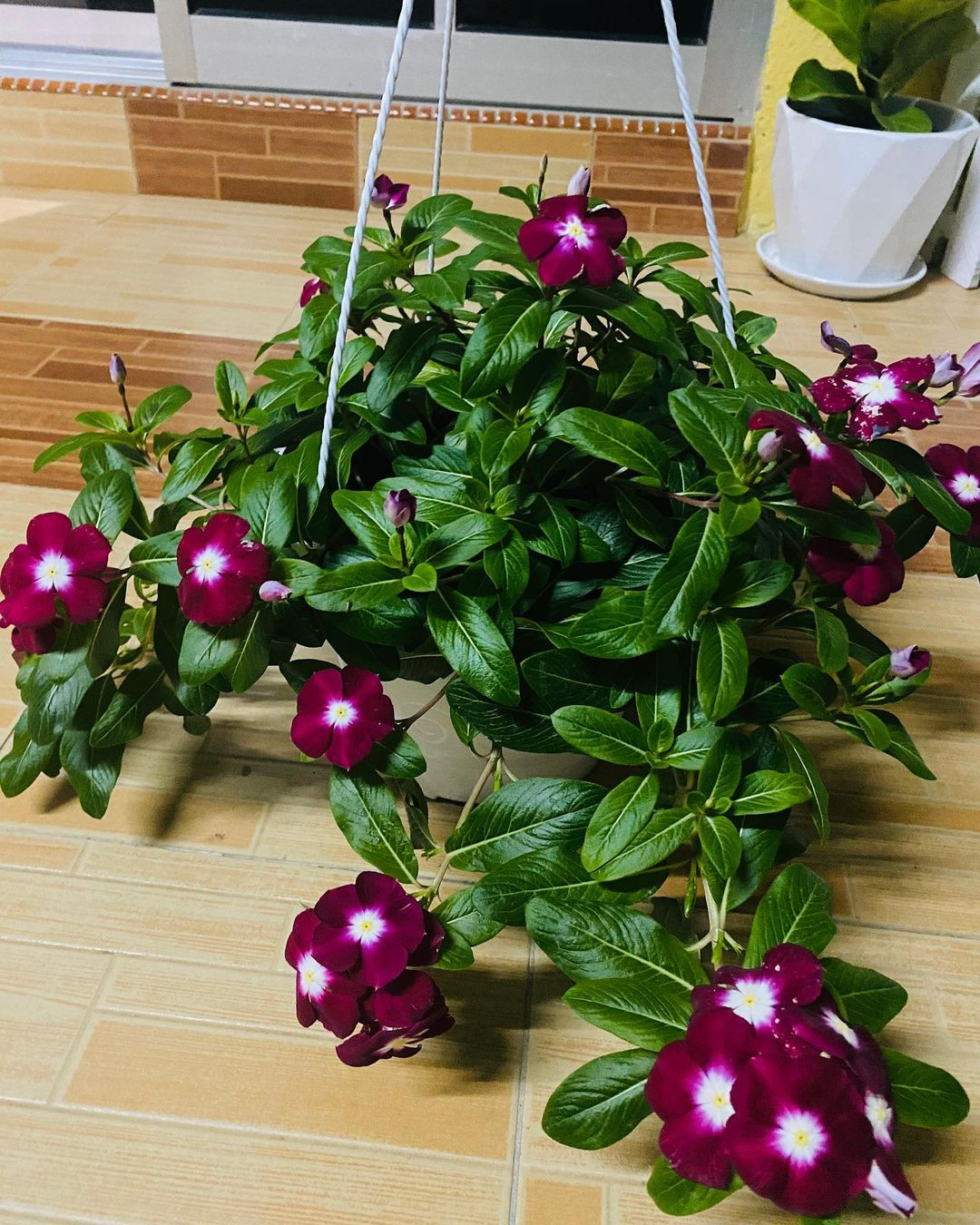 5 Types Of Vinca Pictorial Guide