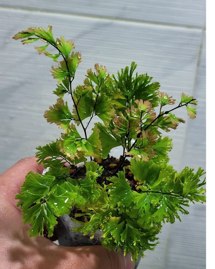 Discover The Benefits Of Ferns And How To Care For Them