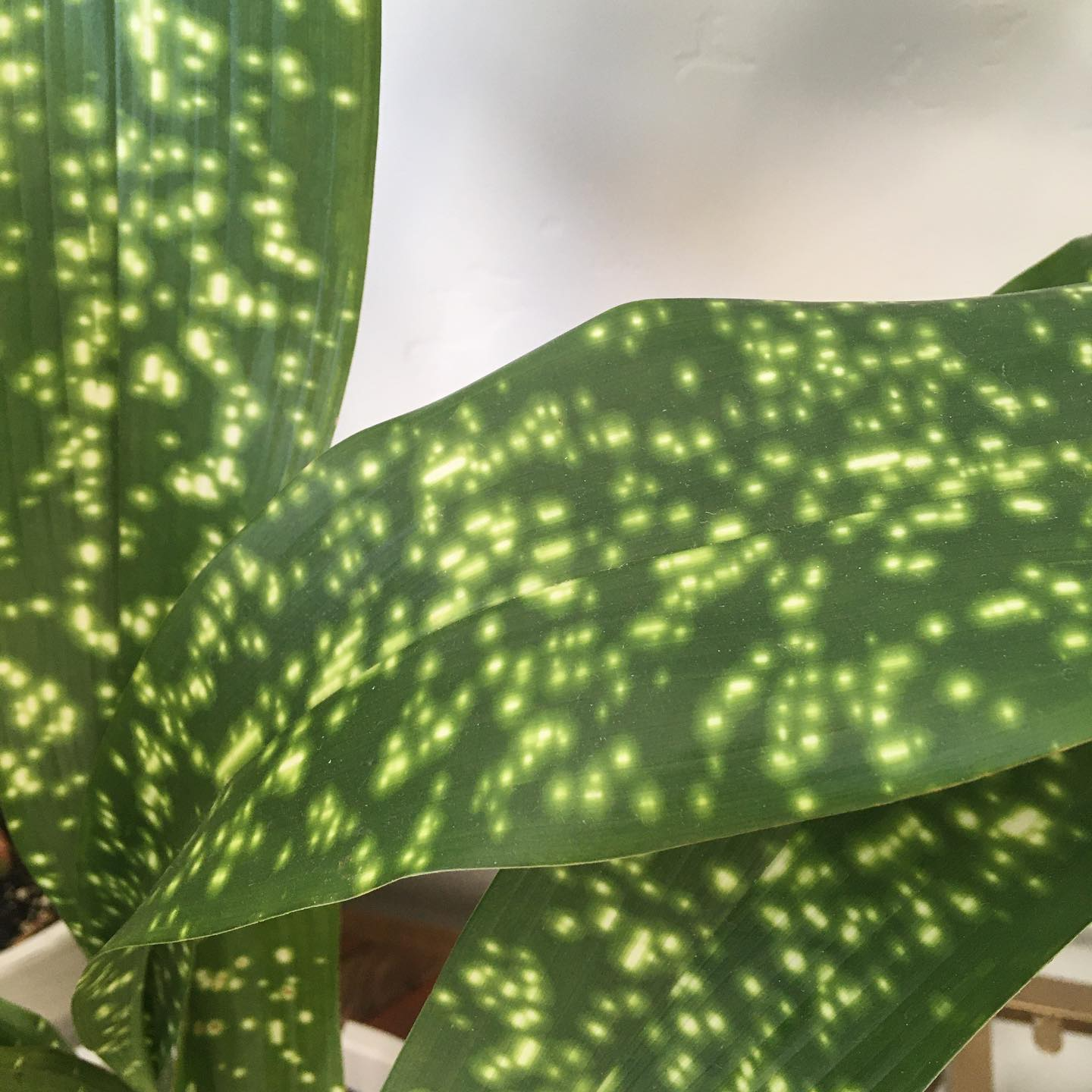 10 Types Of Aspidistra Pictorial Guide