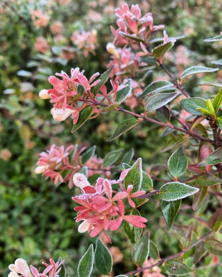 12 Popular Types Of Abelia Pictorial Guide
