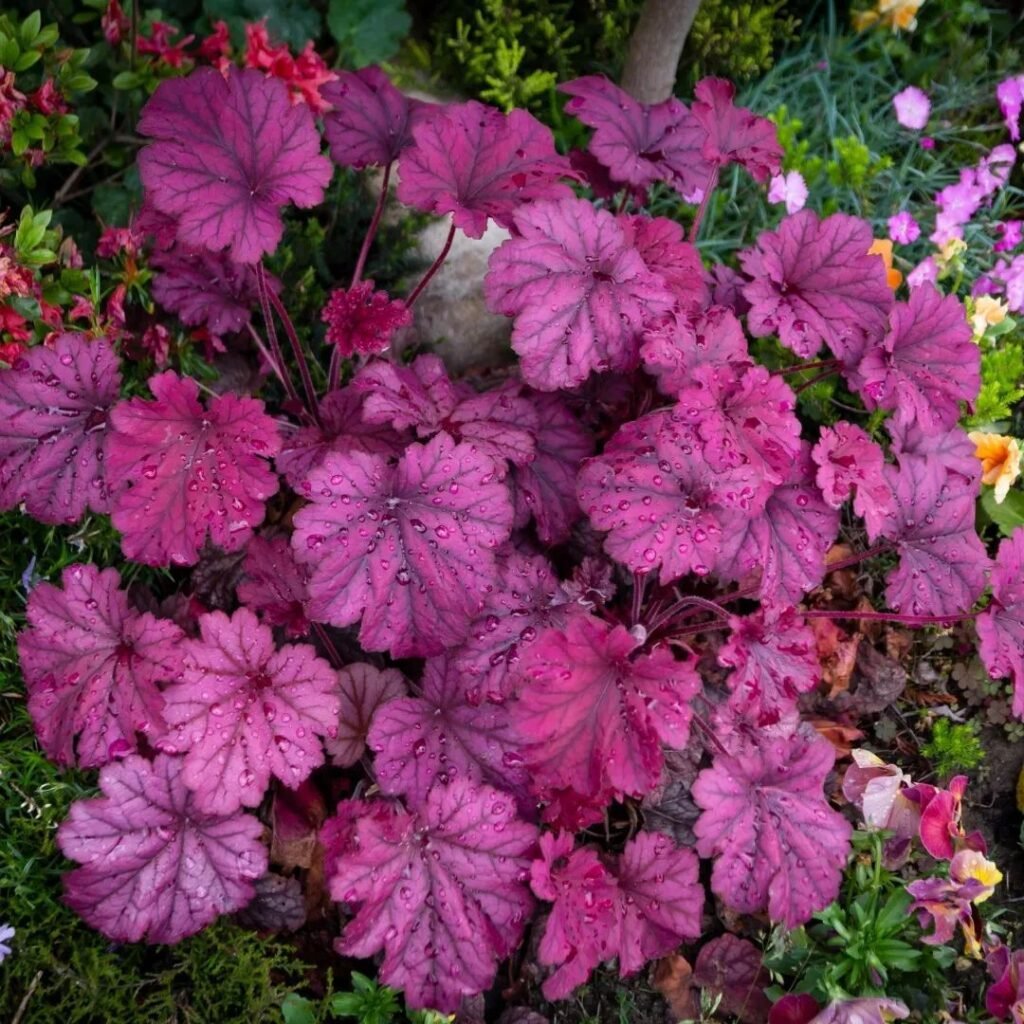 15 Popular Types Of Heuchera Pictorial Guide