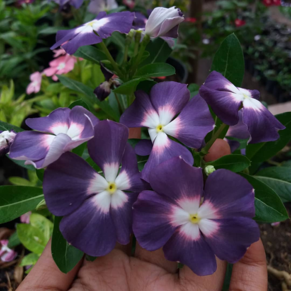 5 Types Of Vinca Pictorial Guide