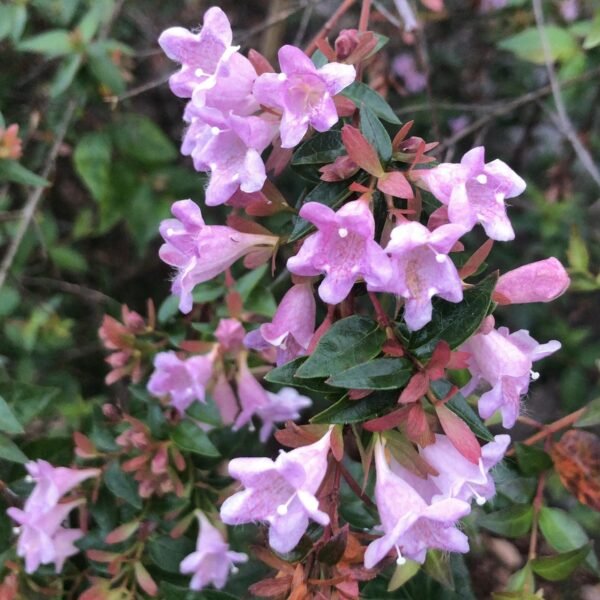 12 Popular Types Of Abelia Pictorial Guide