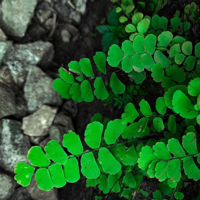 40 Popular Types Of Adiantum Fern Pictorial Guide