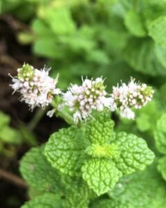 10 Popular Types Of Mentha Plant Pictorial Guide