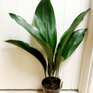 10 Types Of Aspidistra Pictorial Guide