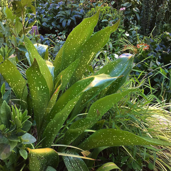 10 Types Of Aspidistra Pictorial Guide