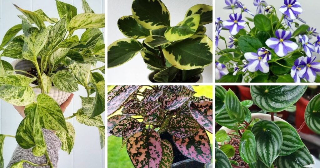 Discover 10 Houseplants That Will Delight You And Your Children