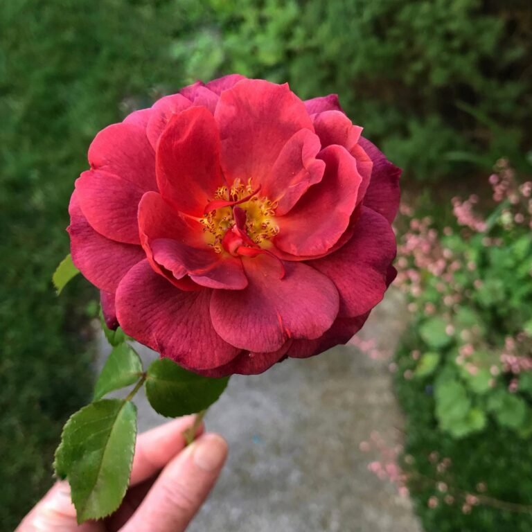 10 Popular Types Of Rose Pictorial Guide