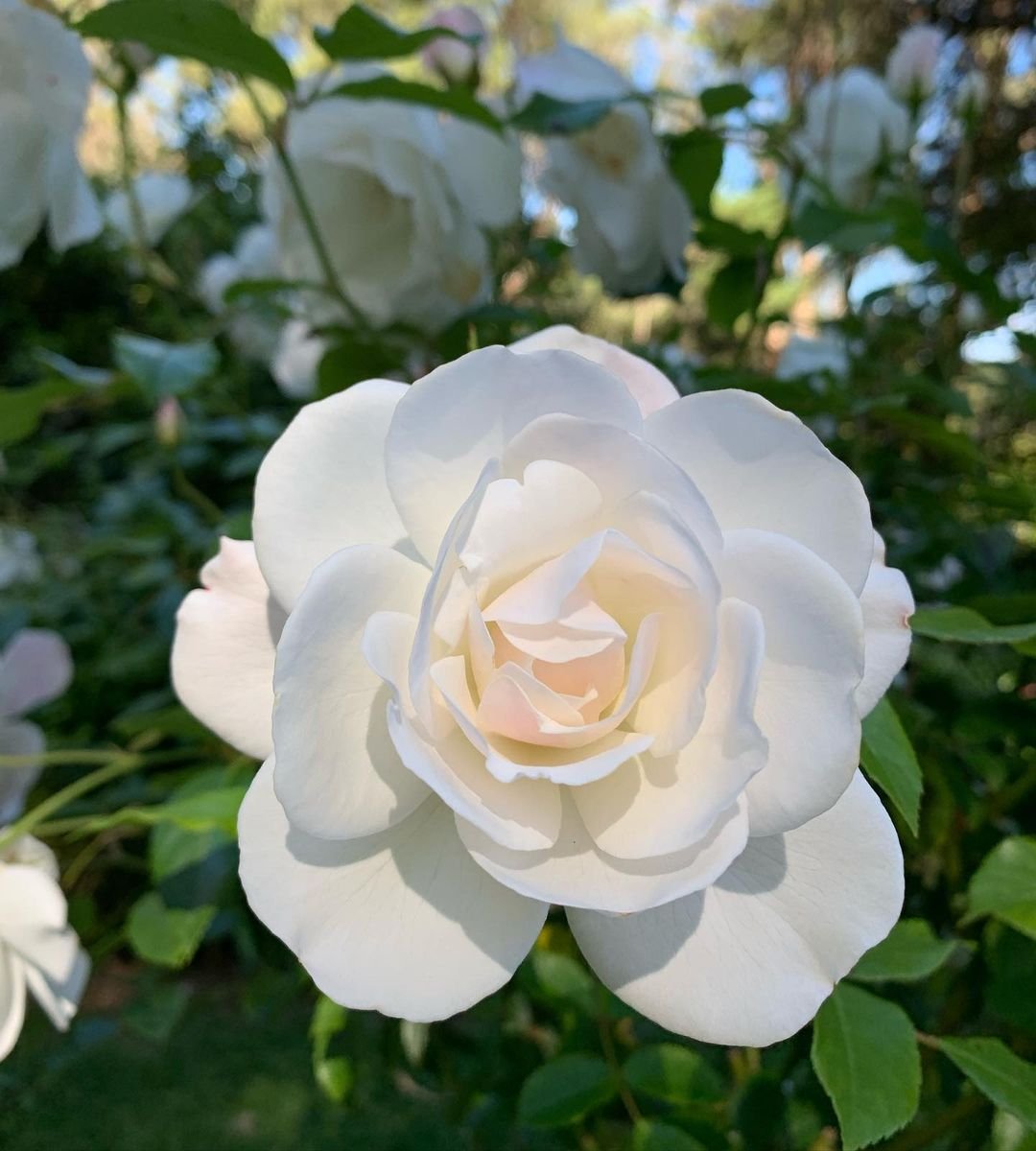10 Popular Types Of Rose Pictorial Guide