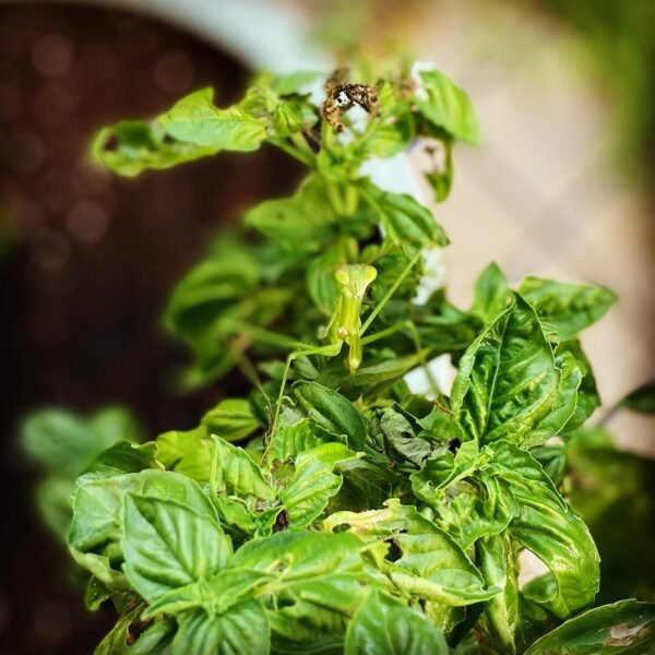 10 Popular Types Of Mentha Plant Pictorial Guide