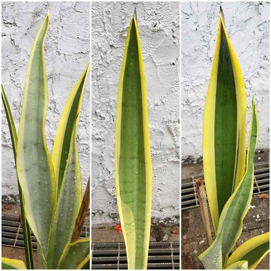 40 Popular Types Of Sansevieria Pictorial Guide