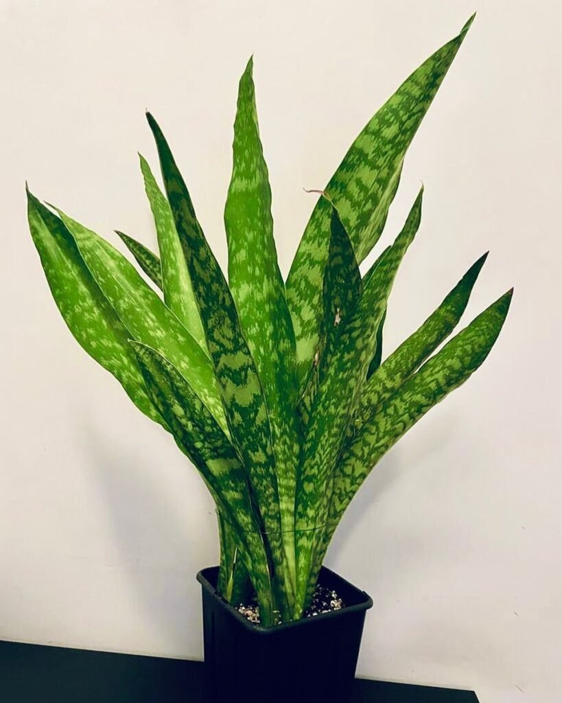 40 Popular Types Of Sansevieria Pictorial Guide