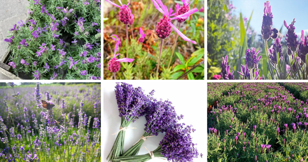 10 Popular Types Of Lavender Pictorial Guide