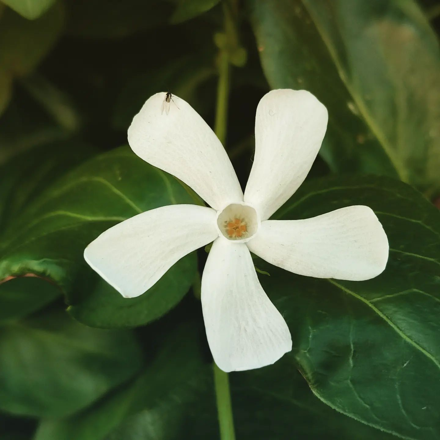 5 Types Of Vinca Pictorial Guide