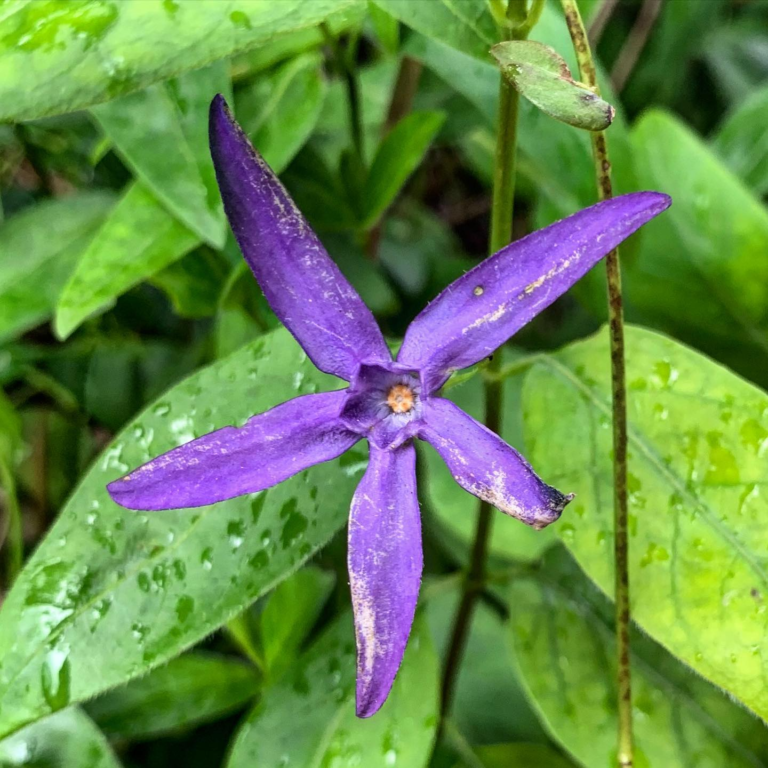 5 Types Of Vinca Pictorial Guide
