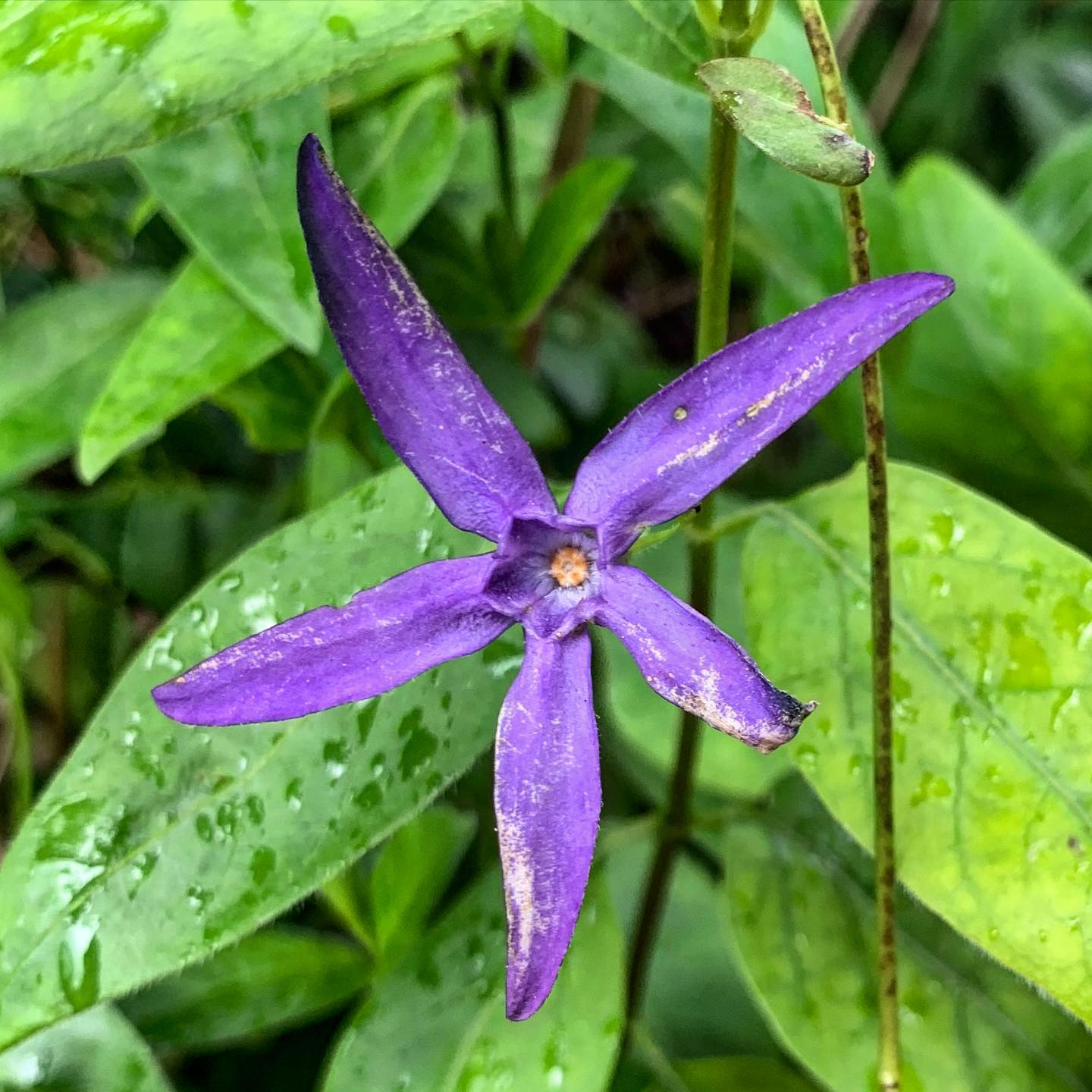 5 Types Of Vinca Pictorial Guide
