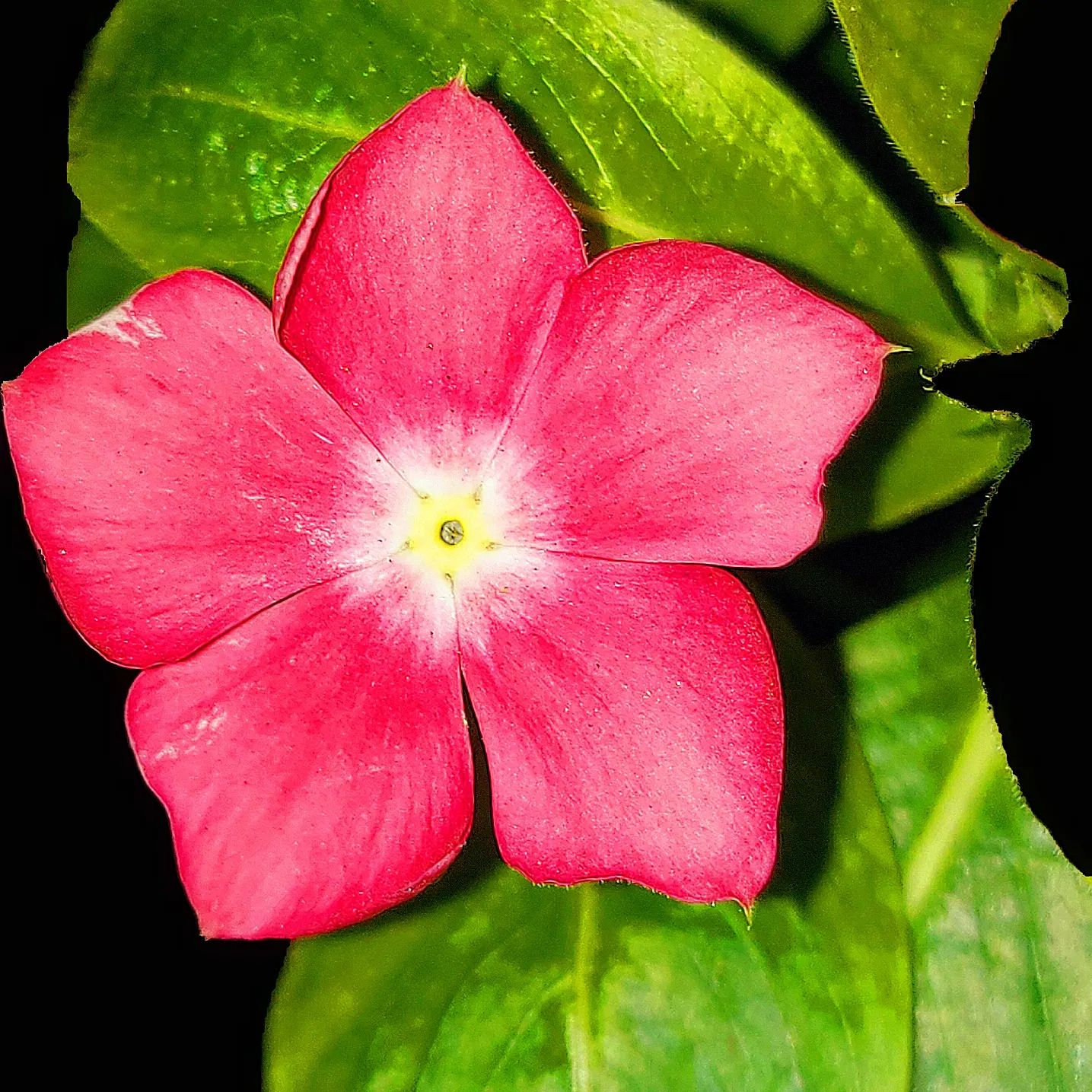 5 Types Of Vinca Pictorial Guide