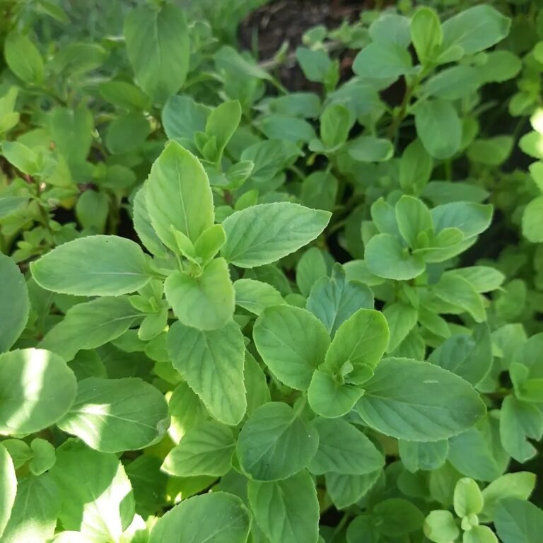 10 Popular Types Of Mentha Plant Pictorial Guide