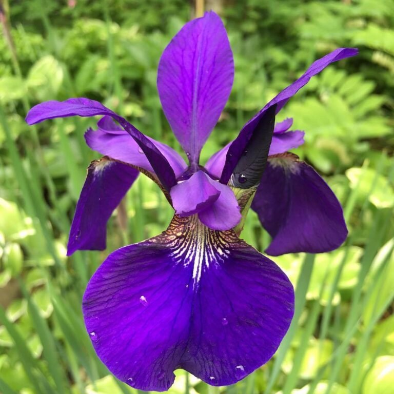 20 Popular Types Of Iris Pictorial Guide