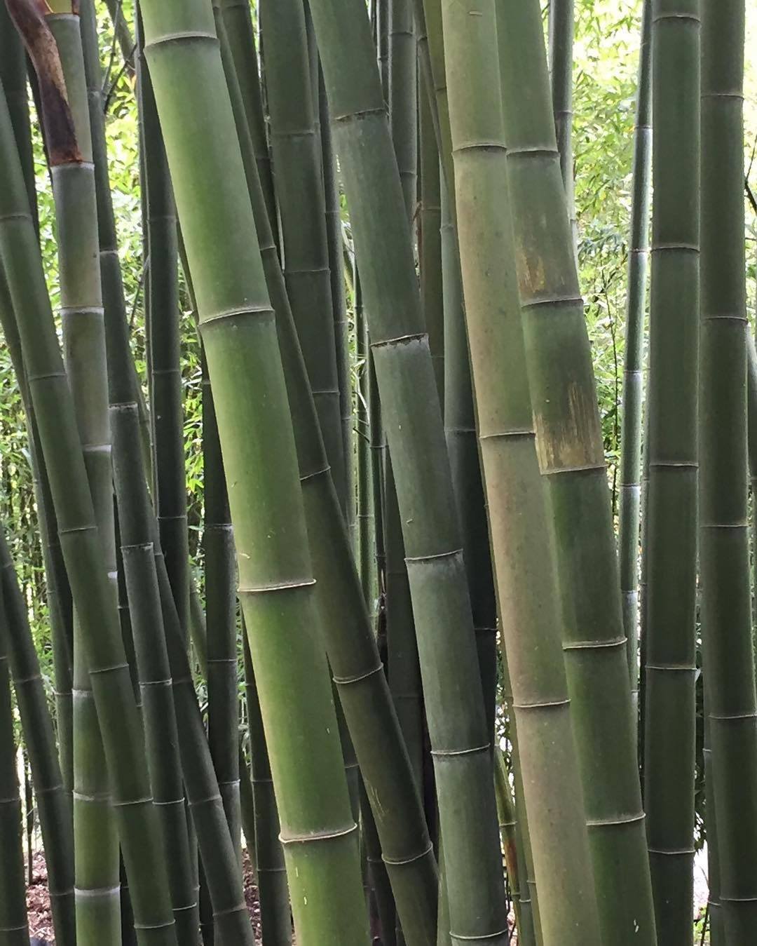 30 Popular Types Of Bamboo Pictorial Guide