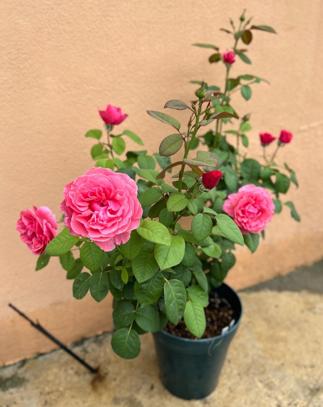 10 Popular Types Of Rose Pictorial Guide
